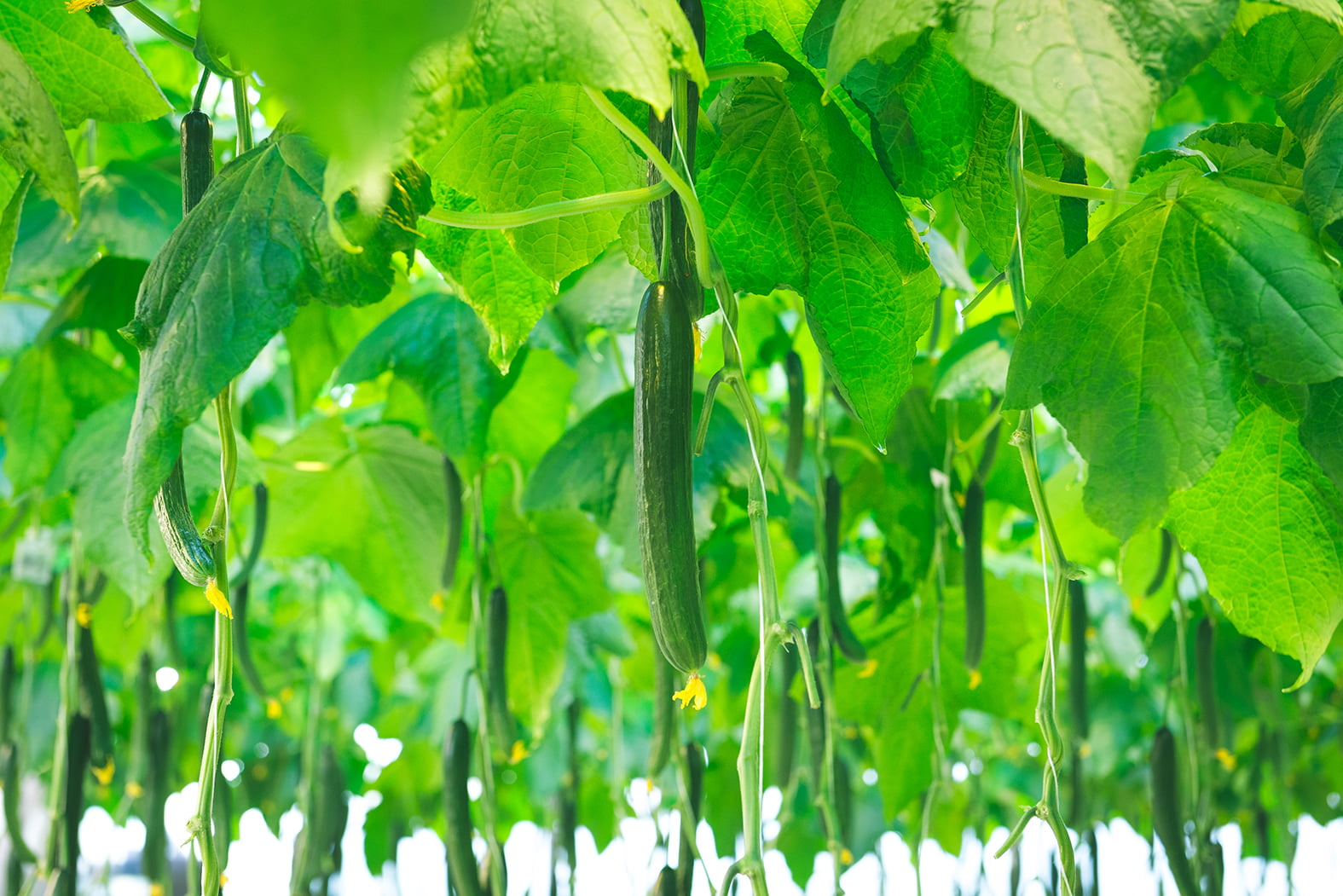 Kurkku - Puhtaasti Kotimainen